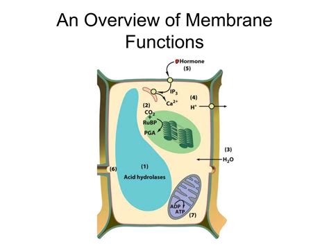 Lecture 2 Pm Cellular Membranesstructureppt