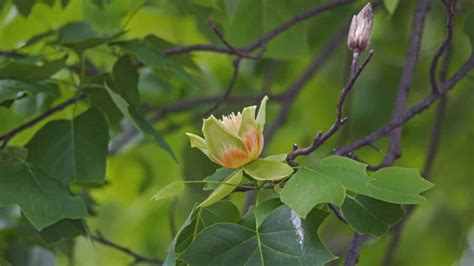 How To Grow And Care For A Tulip Tree Step By Step Guide