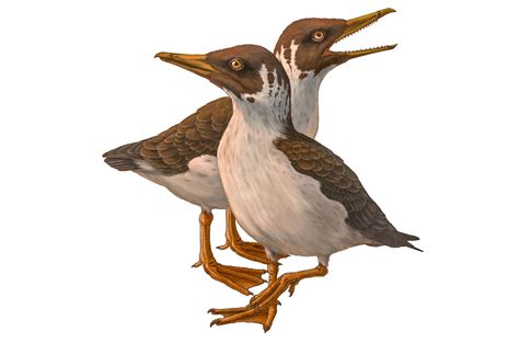 New Look At Ancient Jaw Fossil Rewrites Bird Evolution Science Aaas New Look At Ancient Jaw Fossil Rewrites Bird Evolution Science Aaas