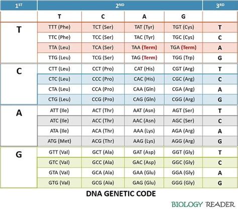 Dna Codon Table Cabinets Matttroy