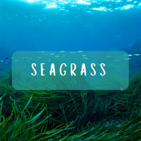 Coral Reef And Rainforest Conservation Project Environmental Conservation Ngo In The Philippines