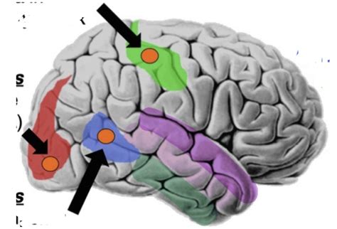 Anatomy Of Face Processing Areas Diagram Quizlet