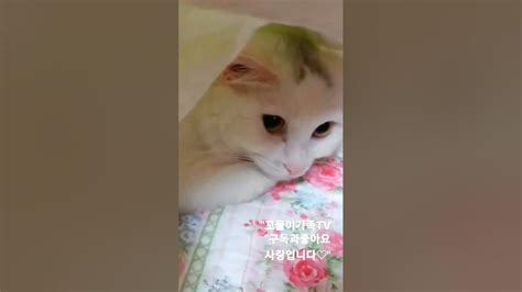 육아에 지친 아빠의 숨바꼭질 귀여웡♡♡♡ 고양이 귀요미 아기고양이 집사의하루 유투버꿈나무 유튜브초보 세젤귀 애묘인