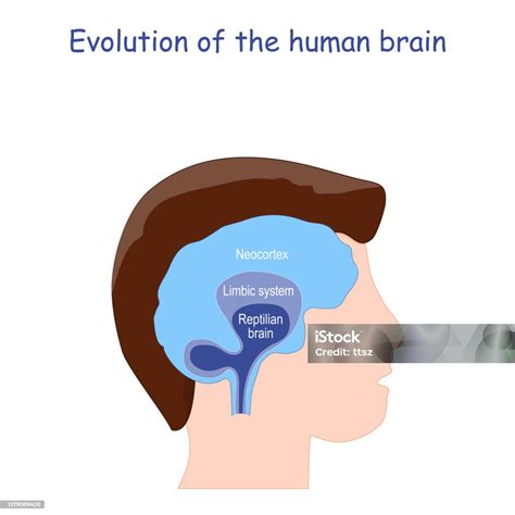 Evolution Of The Human Brain Stock Illustration Download Image Now