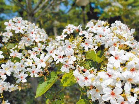 古坑桐花季 外縣市遊客先別來 地方新聞 中國時報