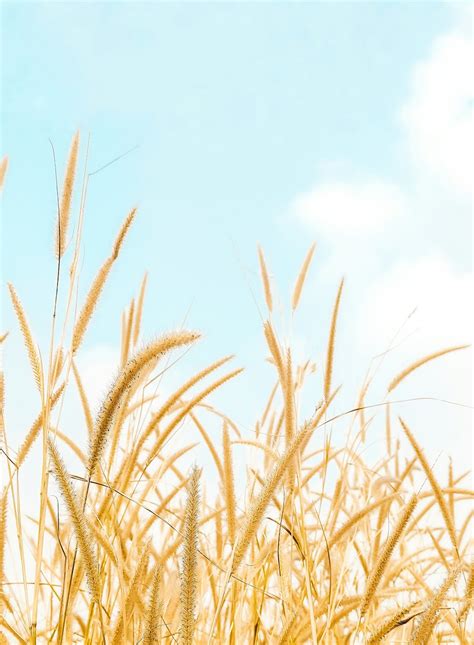 푸른 하늘을 배경으로 키 큰 풀밭 사진 Unsplash의 무료 최소한의 벽지 이미지