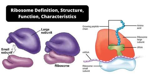 Ribosome Types Structure Function And Diagram Prokaryotic Cell Structure And Function Ribosome Types Structure Function And Diagram Prokaryotic Cell Structure And Function