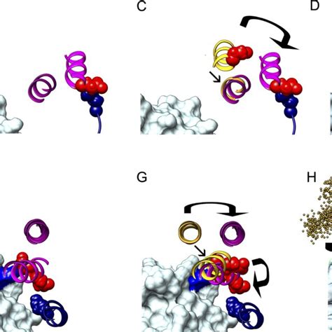 Measurement Of Electrostatic Interaction Between Actin And Tropomyosin