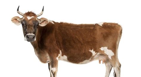Pastor Caught Having Sex With Cow In South Africa Pulse Nigeria