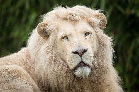 White Lion Hd Wallpapers Amazing Wallpaperz 2048×1365 White Lion Images