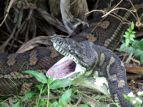 Coastal Carpet Python Wildlife Mountain Australia Coastal Carpet Python Wildlife Mountain Australia