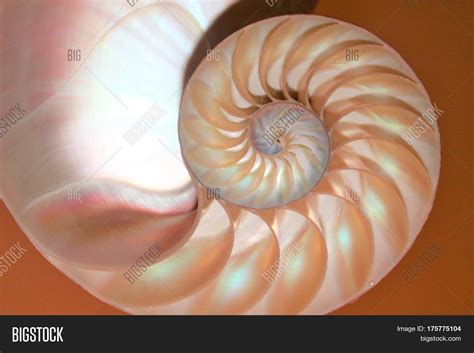 Nautilus Shell Image And Photo Free Trial Bigstock