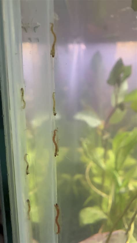 Larvae Identification R Entomology