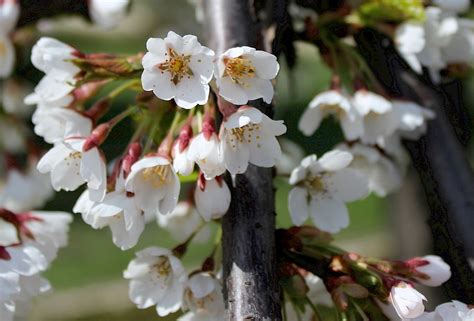 Вишня звичайна ф плакуча