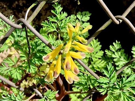 霞む山でも春の花 視界良好交野山