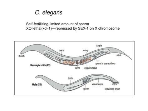 Ppt Chapter 11 Germ Cells Fertilization And Sex Powerpoint