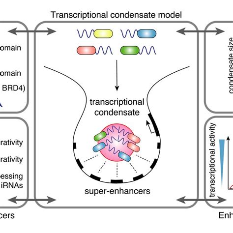 The Transcriptional Brd4 Condensate Model A Link Between Download Scientific Diagram