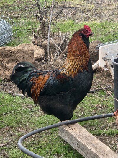 White Olive Egger Backyard Chickens Learn How To Raise Chickens