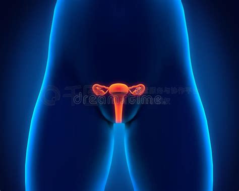 解剖高清图片 女性生殖系统解剖图 女性生殖系统解剖图图片免费下载 5144584406 千图网pro
