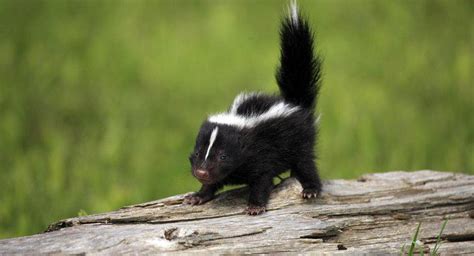 Quais são os diferentes tipos de gambás