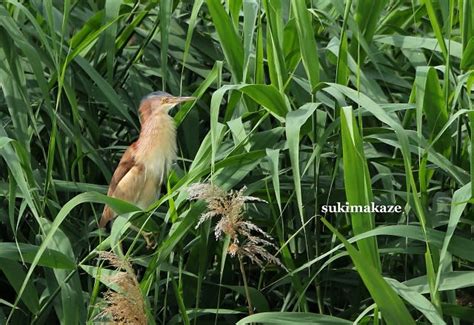 ヨシゴイ 8 里山の鳥たち
