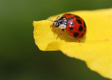 Beetle Food What Do Beetles Eat