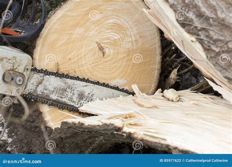 Man With Chainsaw Cutting The Tree Stock Photo Image Of Chain Person