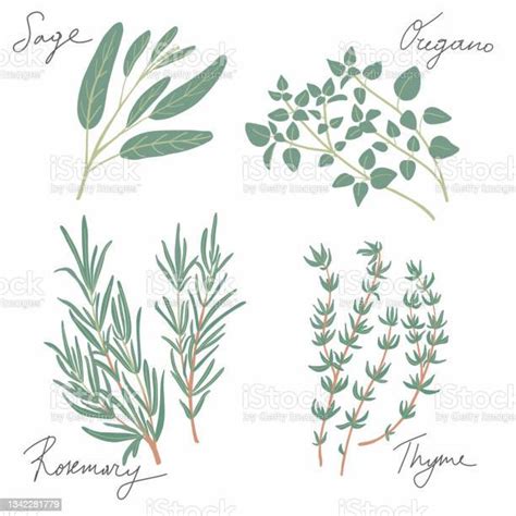 신선한 녹색 요리와 약용 지중해 허브는 흰색 배경에 고립 되어 있습니다 백리향 세이지 로즈마리 나뭇가지 오레가노 주방 포장 인쇄물 엽서용 식품 디자인 요소 산 쑥에 대한