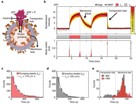 Dynamics Of Switching Between The Proton Pumping Inactive And