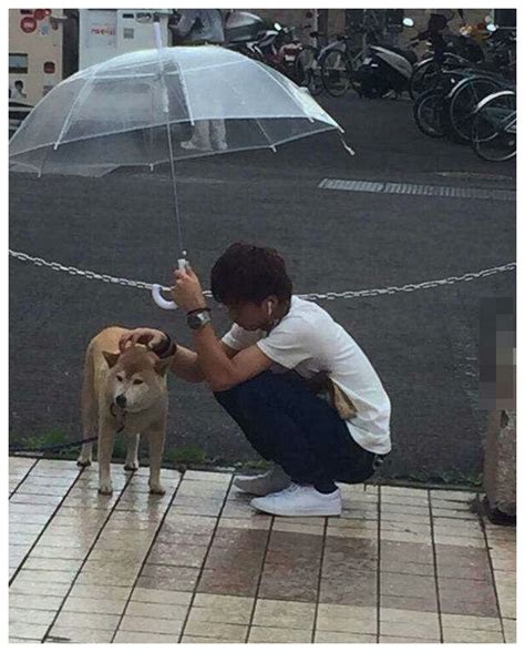 下雨天路人给狗狗撑伞，下一秒惊呆了。。。柴犬下雨天狗狗新浪新闻