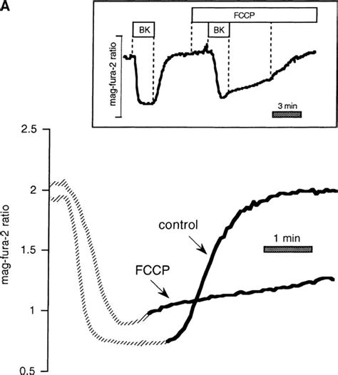 Fccp And Oligomycin Impede Store Refilling After Bk Induced Ca²⁺ Download Scientific Diagram