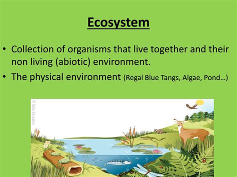 PPT Introduction To Ecosystems PowerPoint Presentation Free Download ID 5916713