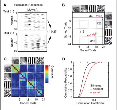 Figure 3 From Representation Of Visual Scenes By Local Neuronal Populations In Layer 23 Of