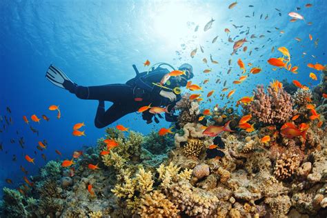 Buceo Mar Caribe Islas Vírgenes Y Arrecifes Vibrantes Descubre La Diversidad Del Buceo Caribeño