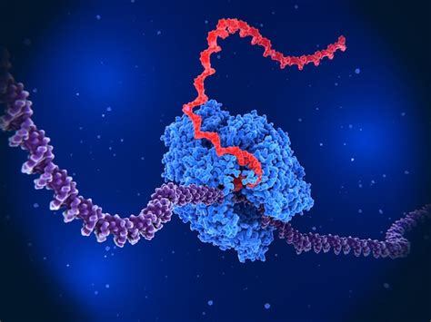 Premium Photo Rna Polymerase Ii Transcribing Dna Into Rna