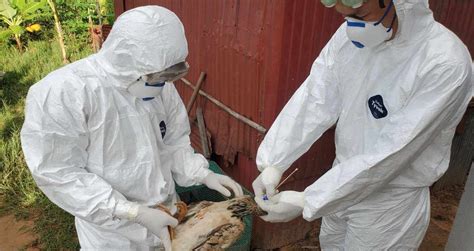 ក្រសួង សុខាភិបាល រក ឃើញ ក្មេង ប្រុស អាយុ ៤ ឆ្នាំ ម្នាក់ ឆ្លង ជំងឺ ផ្ដាសាយ បក្សី H5n1 នៅ ខេត្ត