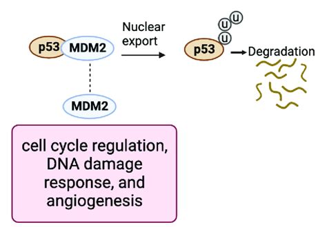 Mdm2 P53 Independent Activities In Addition To Negatively Regulating Download Scientific