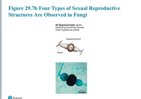 Fungi Flashcards Quizlet