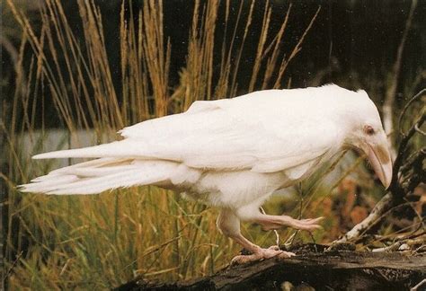 Albino Raven In Celtic Forest White Crow Bird Albino Crow Birdies