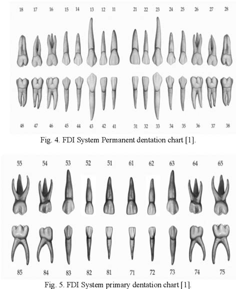 Figure 14 From Introduction Of New Tooth Notation Systems In Comparison