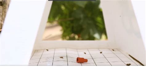 figure 1 from pest detection and classification to reduce pesticide use