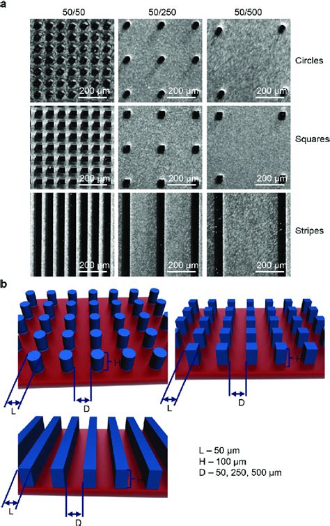 Substrates With Patterned Surfaces For Cell Culturing A Light Download Scientific Diagram