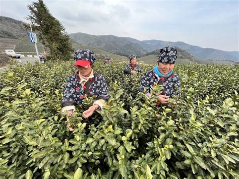 鄞州首批春茶开采市民最快本周日喝到新茶