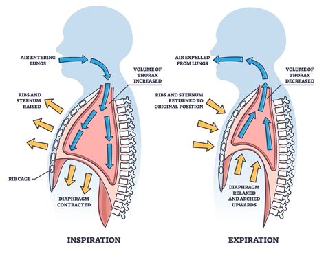 9 Important Difference Between Inhalation And Exhalation Cbse Class