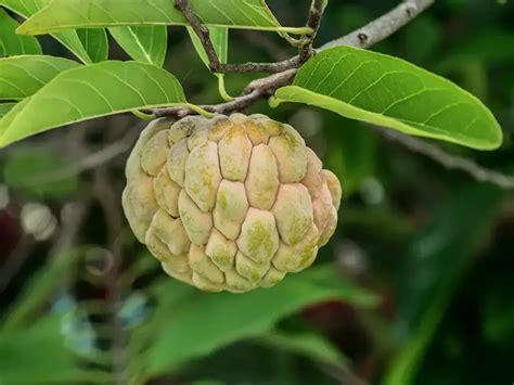 Popular Tropical Fruits In The Philippines Wonders Of The Philippines