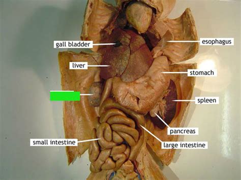 Duodenum Cat Dissection Animation Of The Intestines Of A Cat