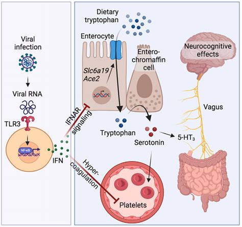 Cell 解密长新冠后遗症—原来低血清素在“捣鬼” 肿瘤细胞 氨基酸代谢 非靶向代谢 脂质 多组学代谢流检测分析 脂肪酸定量 肠道微生物菌群检测 麦特绘谱