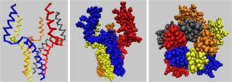 Structure Of Phospholamban The Five Subunits Are Shown In Different