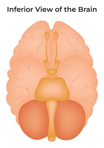 Premium Vector Inferior View Of The Brain Cerebrum Structure And