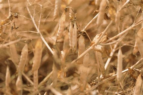 Pea Growth Staging Guide Saskatchewan Pulse Growers